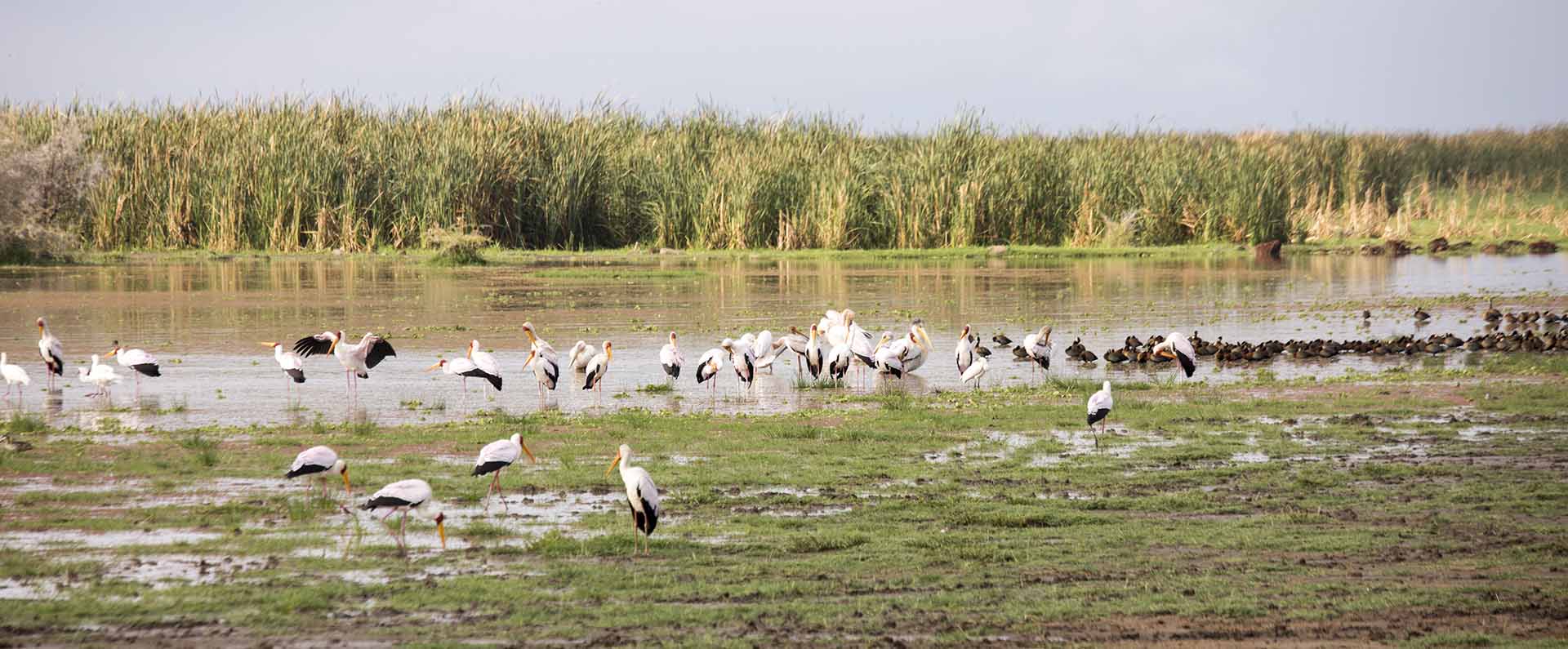 Lake Manyara Day Trip Safari - Kilimanjaro Heroes Adventures
