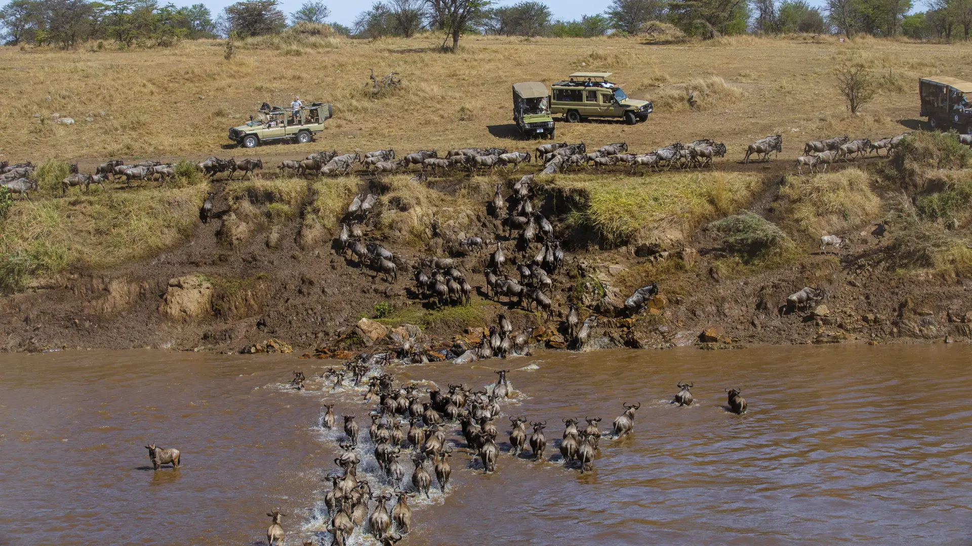 10 Days Mkomazi NP, Gombe Stream NP & Serengeti Migration River ...